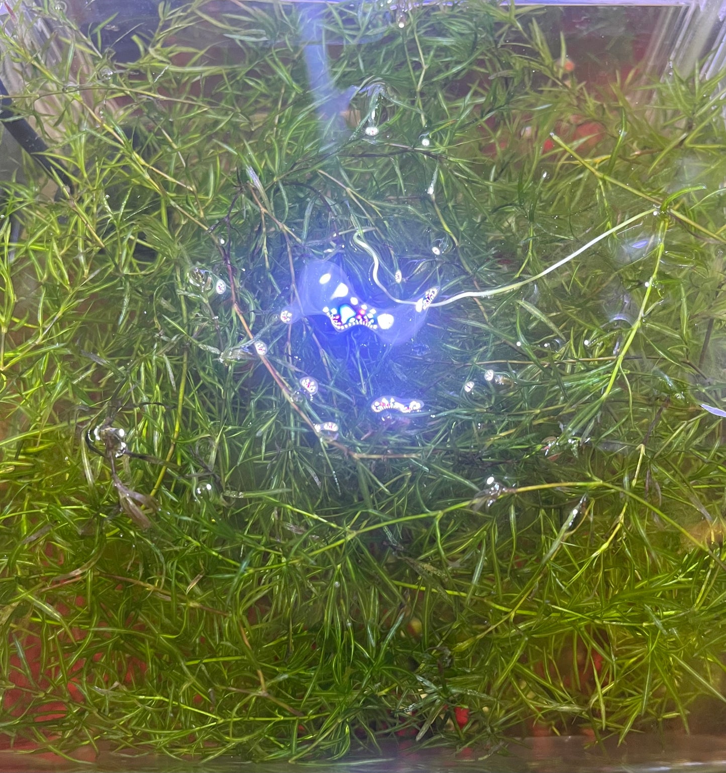 Guppy Grass Live Aquarium Plant (Najas guadalupensis) – NoClean Aquariums