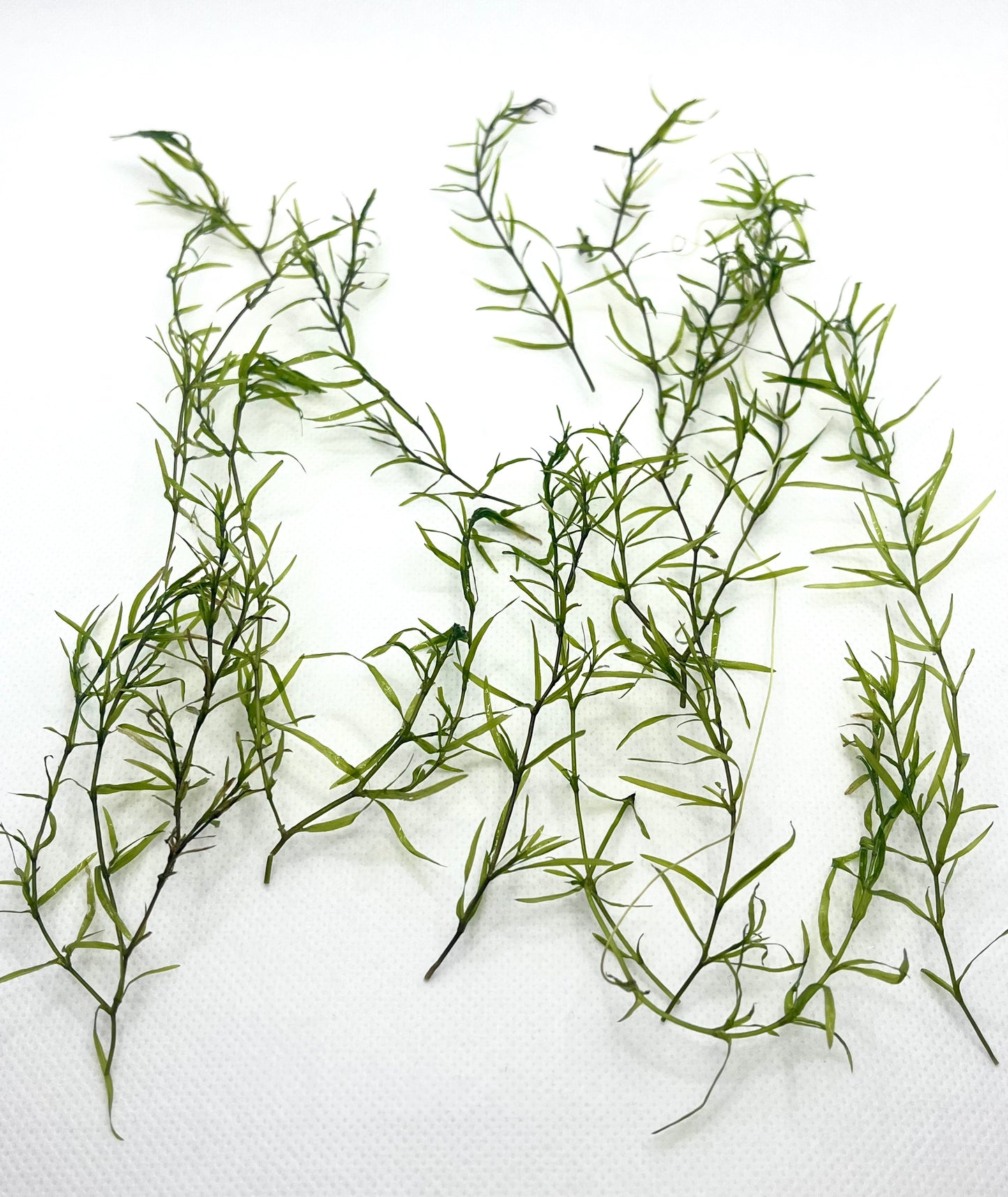 Guppy Grass Live Aquarium Plant (Najas guadalupensis) – NoClean Aquariums