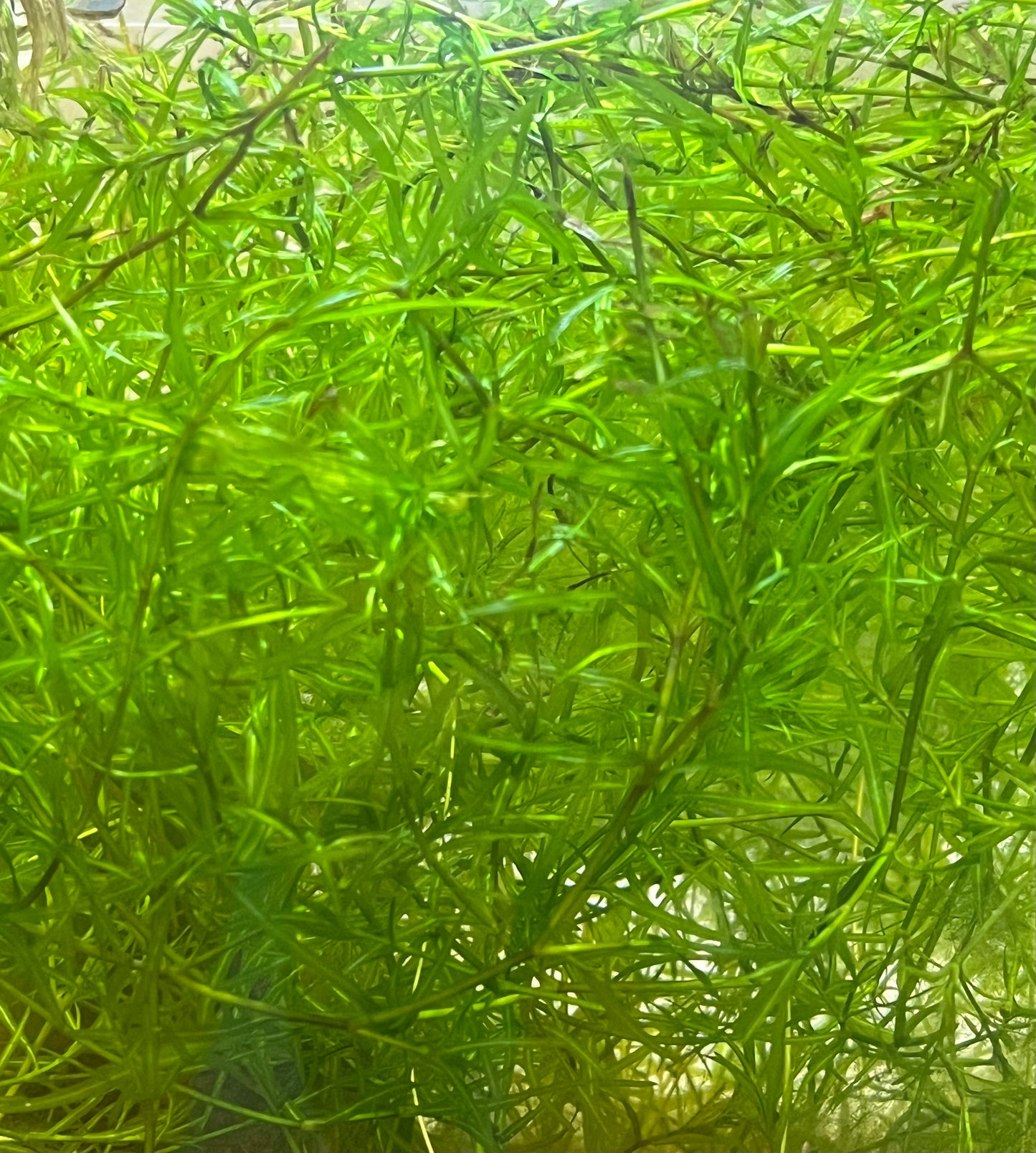 Guppy Grass Live Aquarium Plant (Najas guadalupensis) – NoClean Aquariums