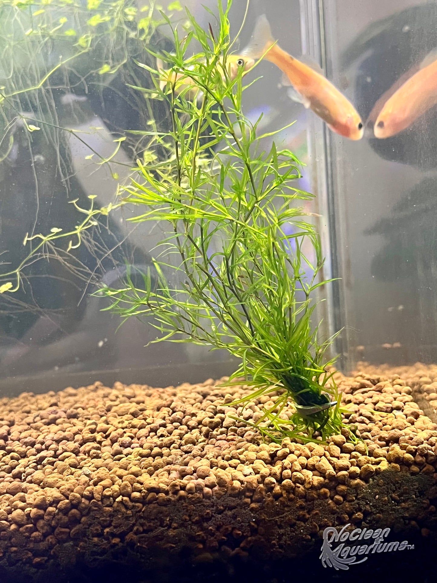 Guppy Grass Live Aquarium Plant (Najas guadalupensis) – NoClean Aquariums